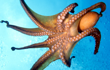 Science Watch: An invertebrate with flair