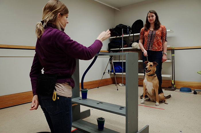 Dogs don’t expect dropped objects to fall straight down