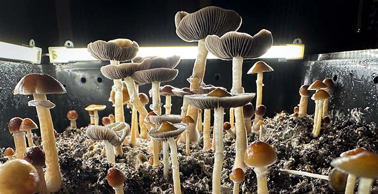 Understanding Adult Psilocybin Use and Psilocybin-Assisted Psychotherapy